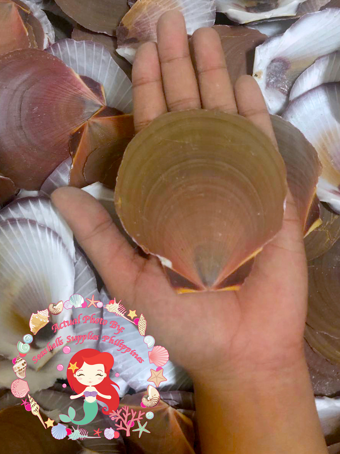 1 Kilo | Moon Scallop | Asian Moon Scallop | Brown | Seashells | Sea s ...