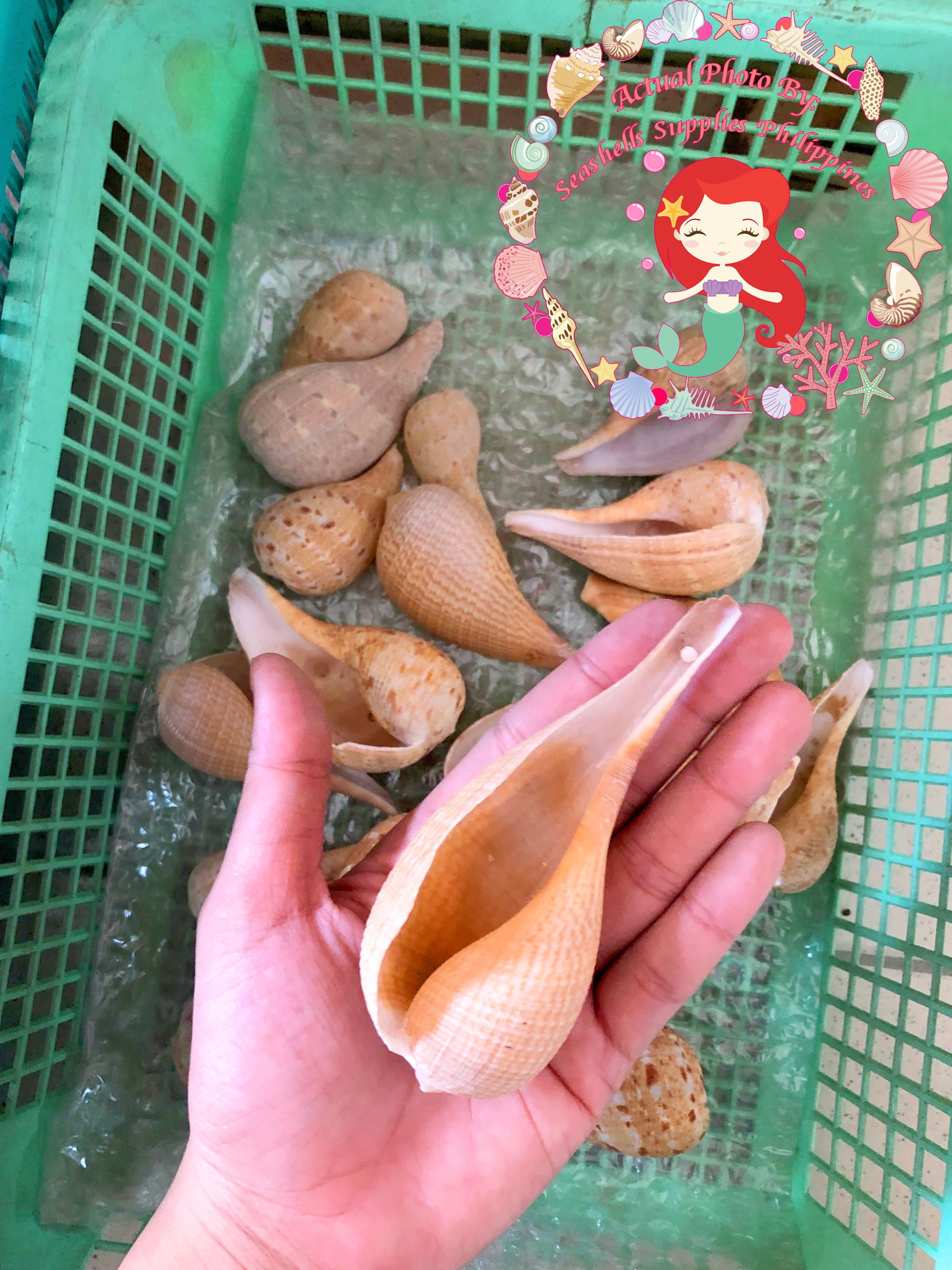 Ficus Gracius | Graceful Fig Shell | 3 - 5.5 Inches – Seashell Supplies ...