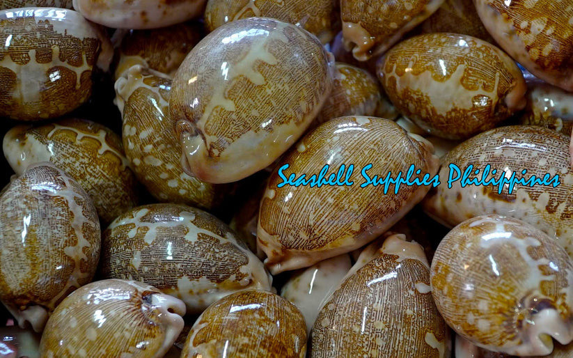 Cyprea Mappa | Map Cowrie | 1 - 3 Inches – Seashell Supplies Philippines