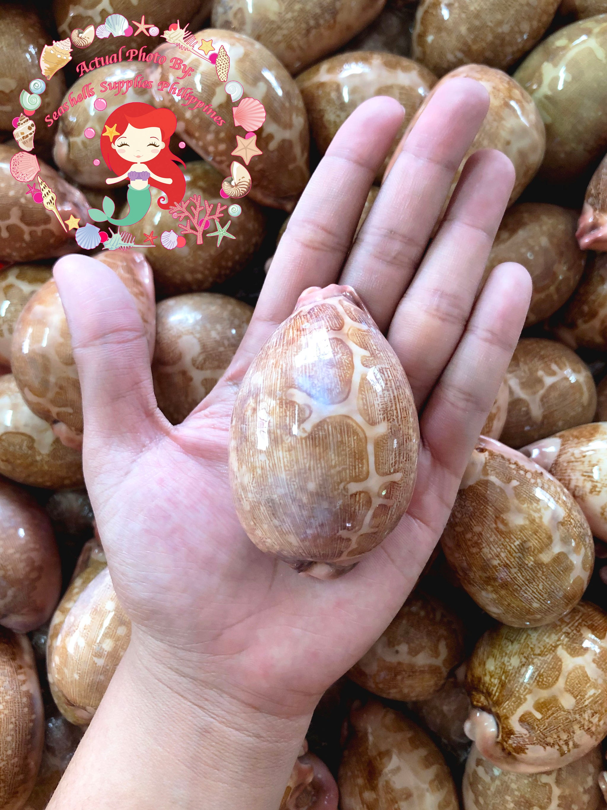 Cyprea Mappa | Pink | Map Cowrie | 2 - 3 Inches – Seashell Supplies ...