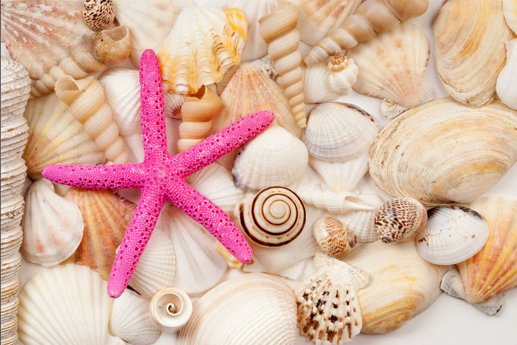 Wholesale Seashells – Philippine Supplier | Ships Worldwide Since 1974 ...
