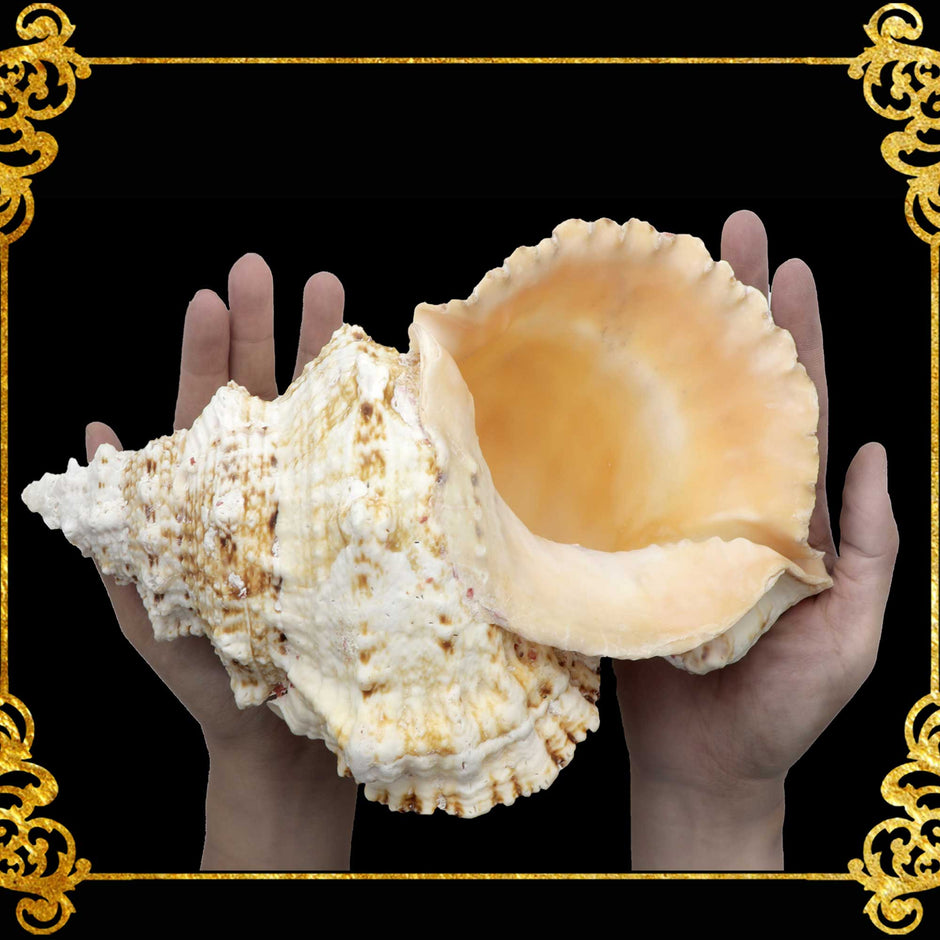 Seashell Wholesale Supplier – Seashell Supplies Philippines