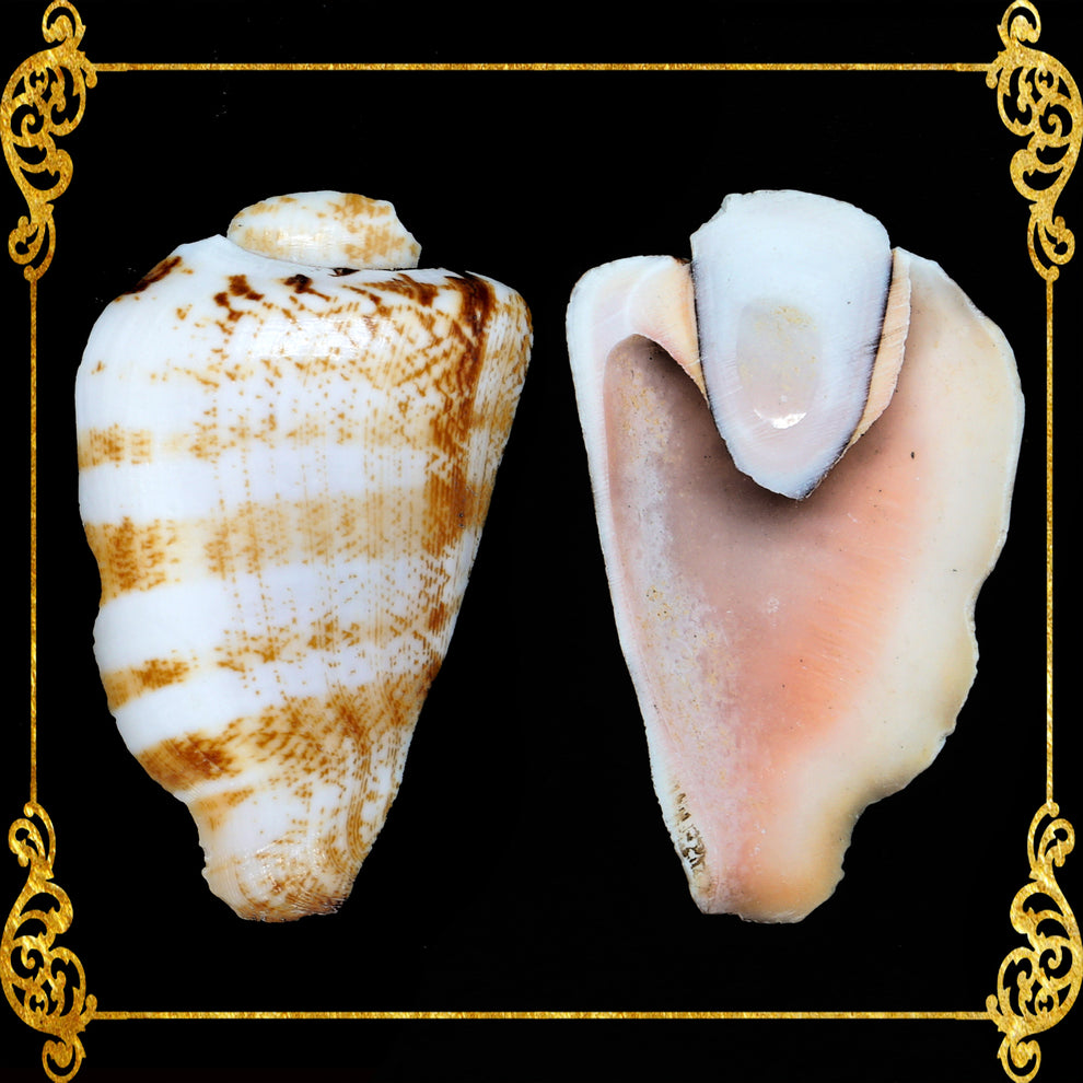 Cut Seashells | Red Lips | Side Cut – Seashell Supplies Philippines