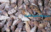 Wholesale Seashells – Philippine Supplier | Ships Worldwide Since 1974 ...