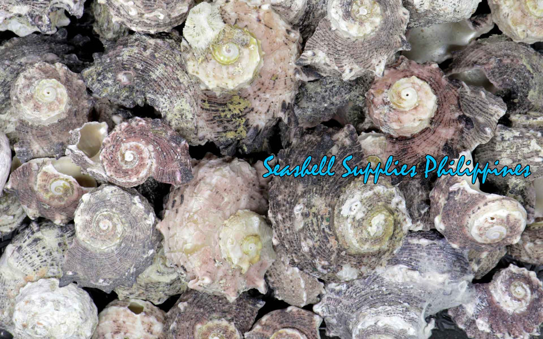 Wholesale Seashells – Philippine Supplier | Ships Worldwide Since 1974 ...