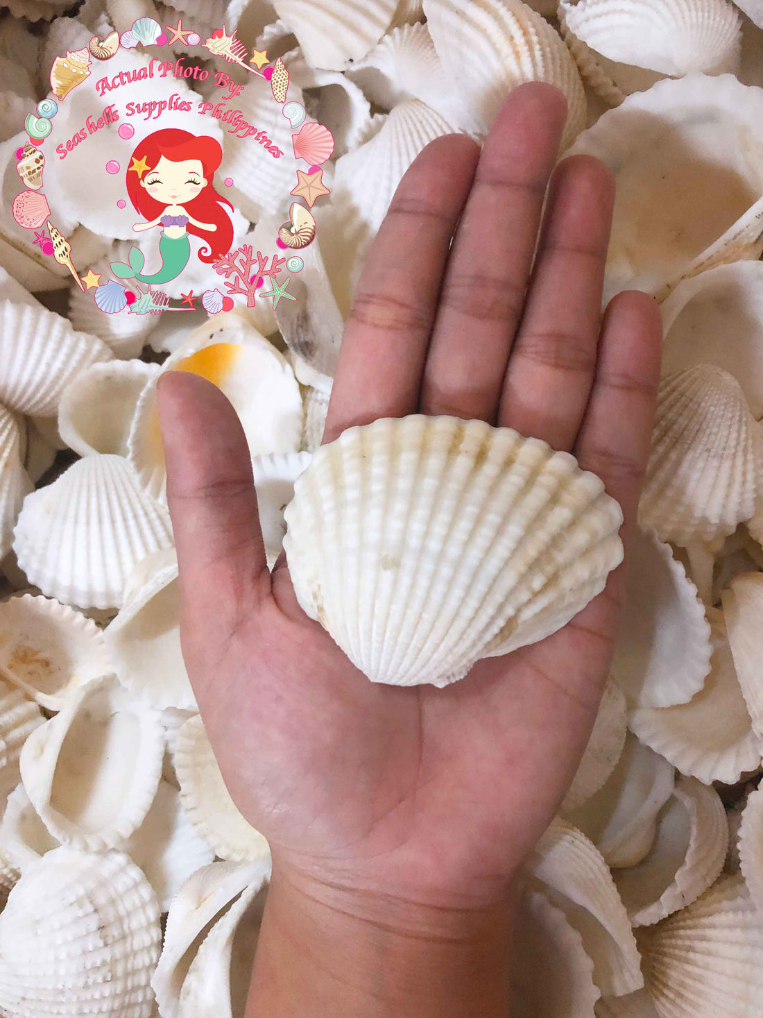 1 Kilo | Batotoy Kulot | Granular Ark | Seashells | Sea shells ...