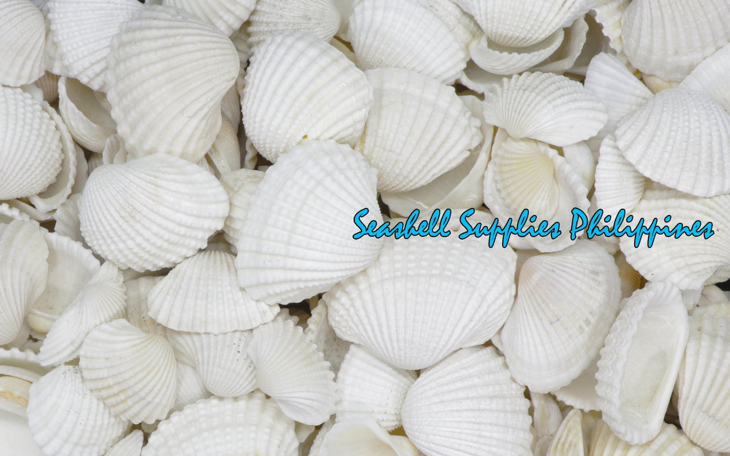 1 Kilo | Batotoy Kulot | Granular Ark | Seashells | Sea shells ...