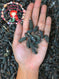 1 Kilo | Suso | Ivory Cerith | Tulis | Seashells | Sea shells ...