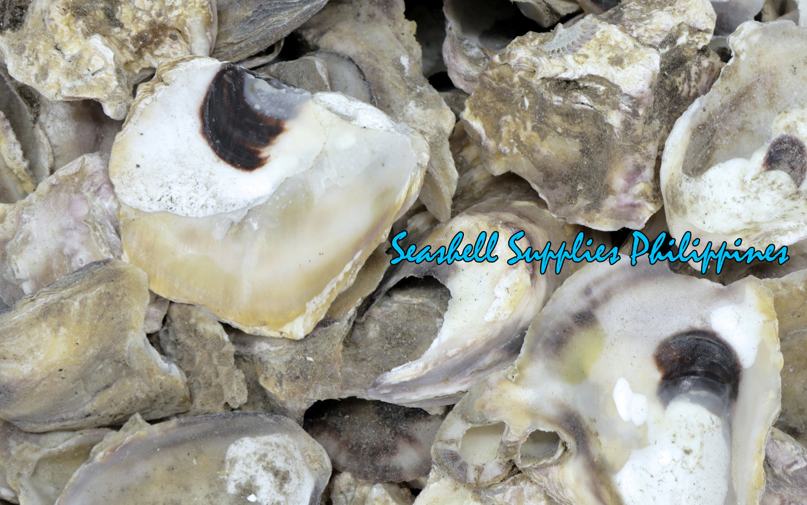 1 Kilo | Talaba | Philippine Cupped Oyster | Seashells | Sea shells ...