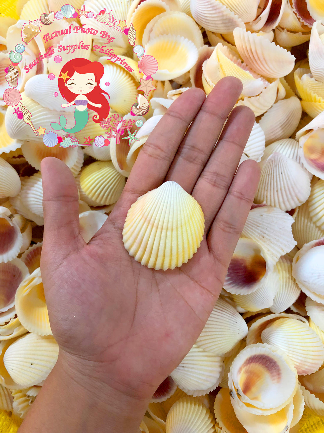1 Kilo | Yellow Cockle | Pacific Yellow Cockle | Seashells | Sea shell ...